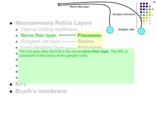 Retinal Anatomy and Histology and Also description about physiology | PDF