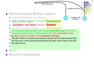 Retinal Anatomy and Histology and Also description about physiology | PDF