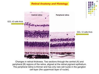 Retinal Anatomy and Histology and Also description about physiology | PDF