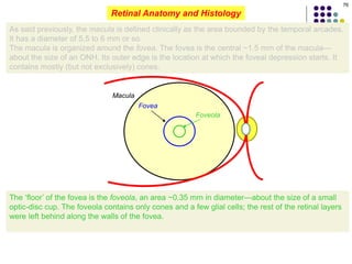 Retinal Anatomy and Histology and Also description about physiology | PDF