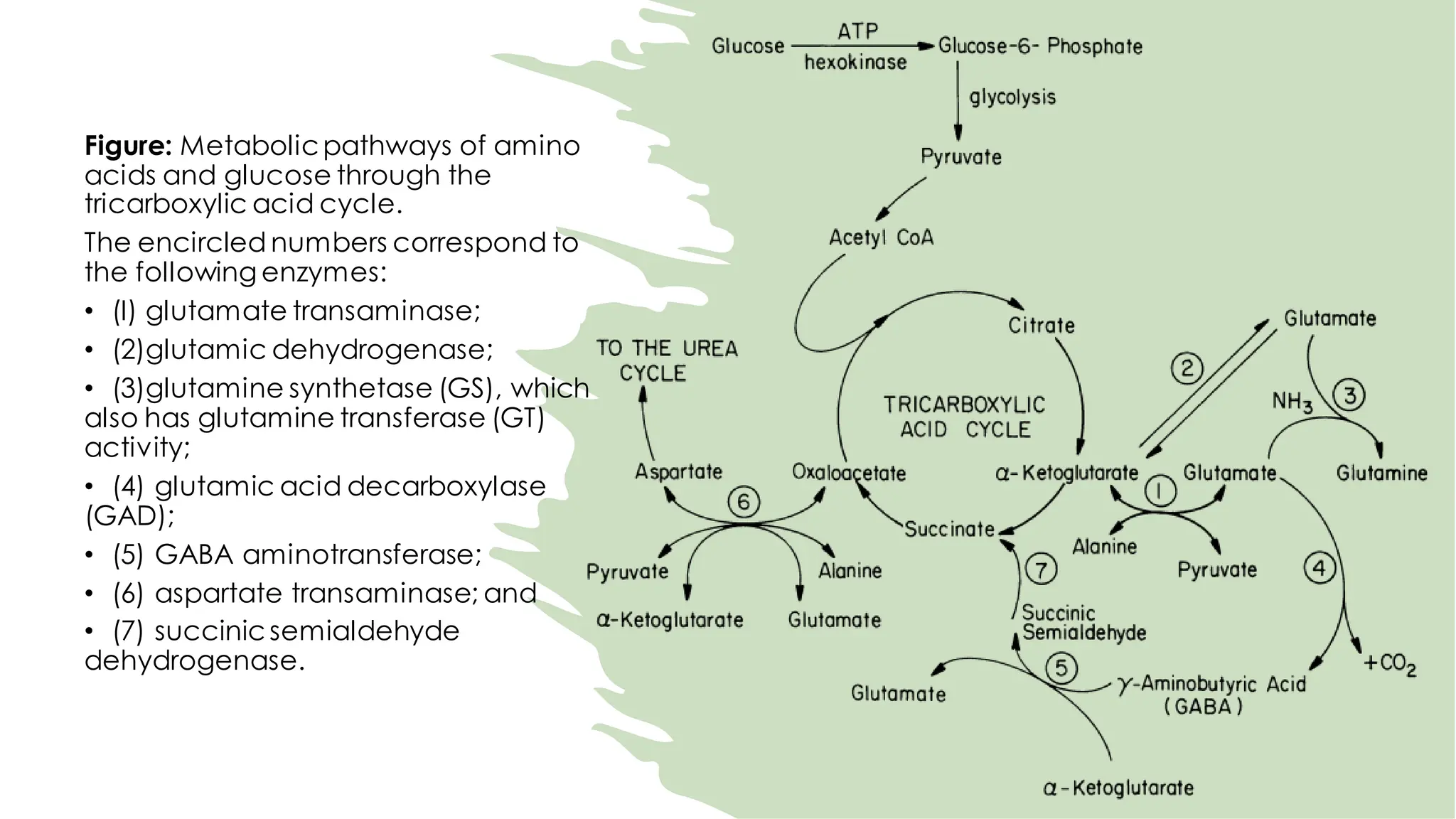 Retinal Biochemistry- Ocular Biochemistry | PDF