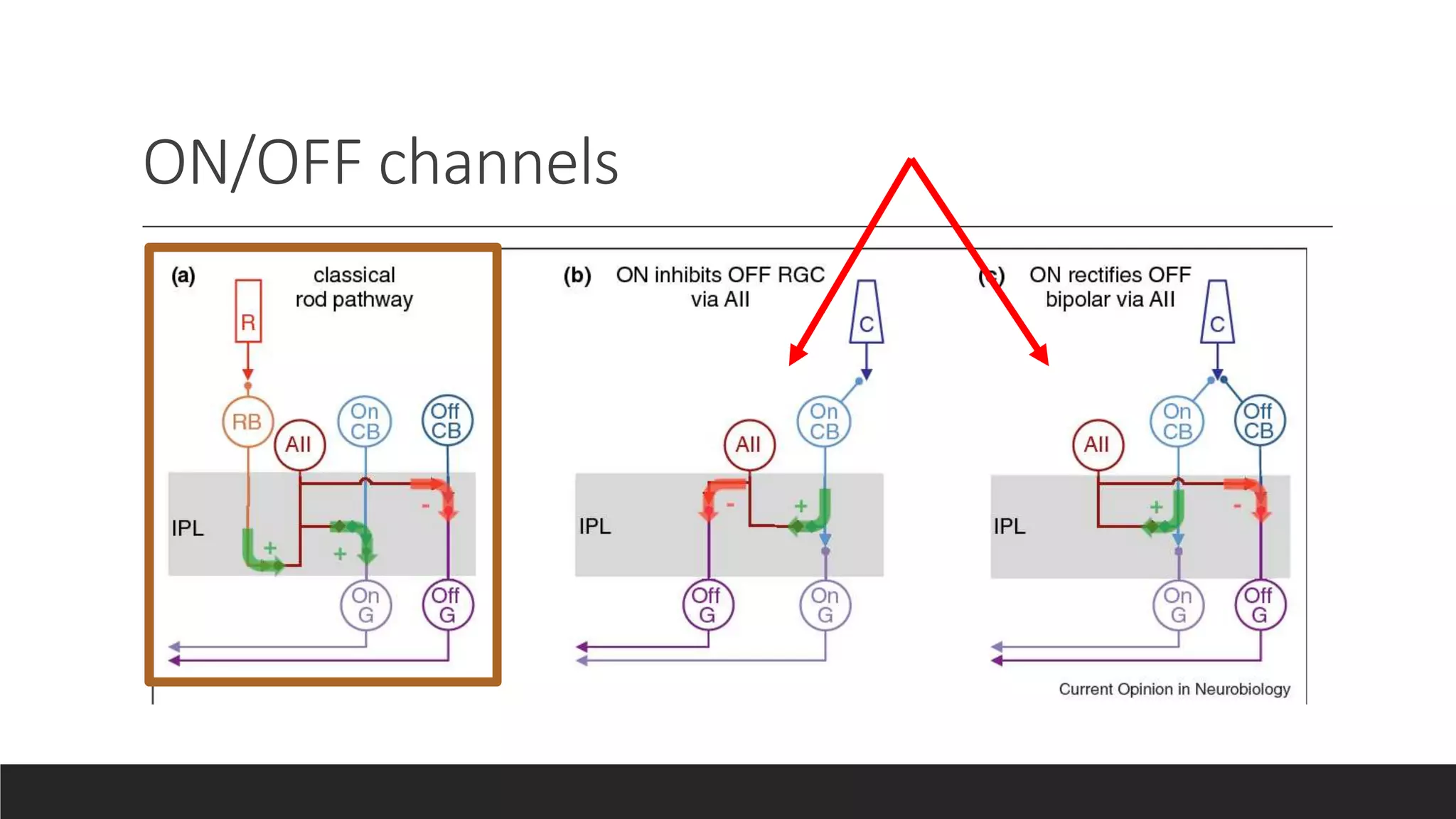 Retinal circuitry | PPT