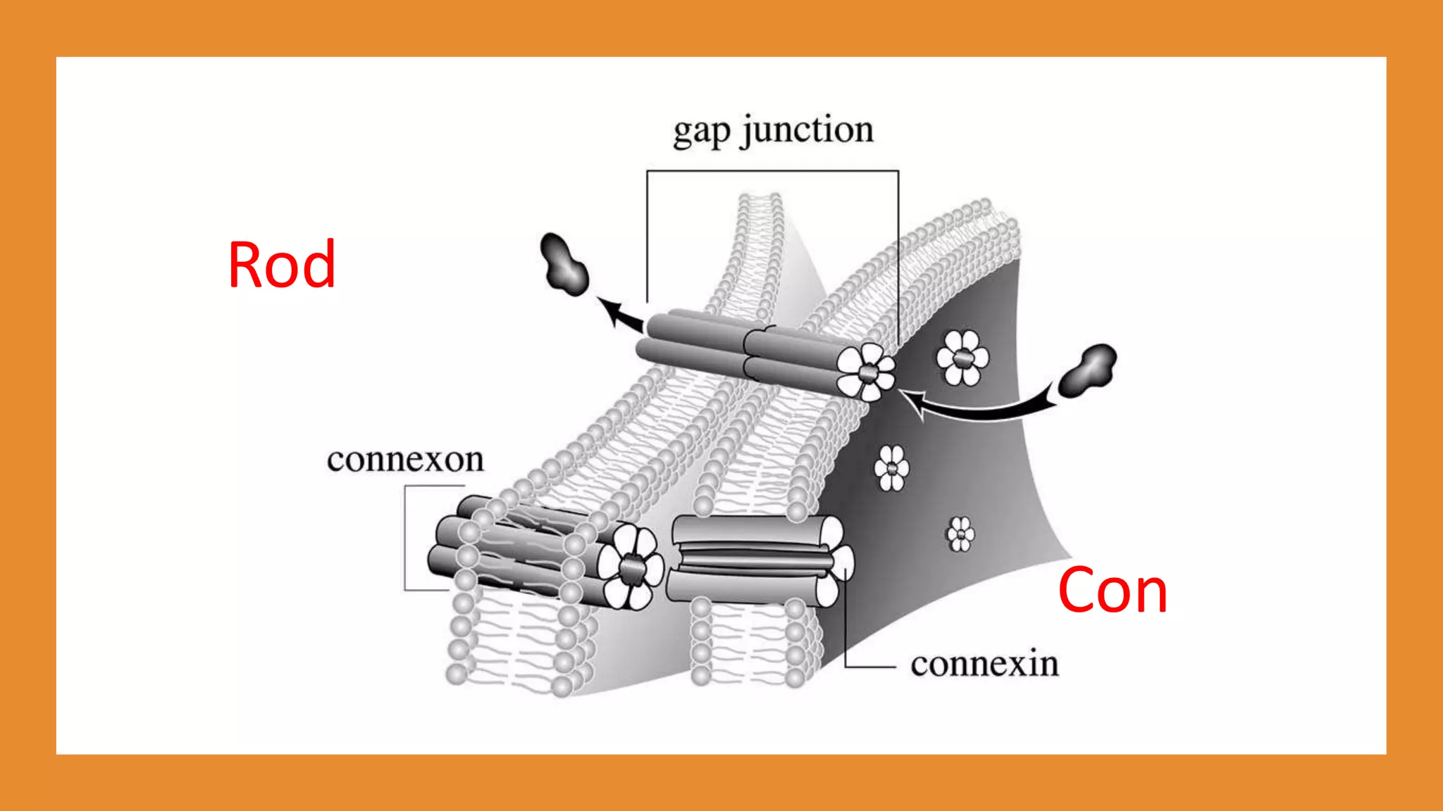 Retinal circuitry | PPT