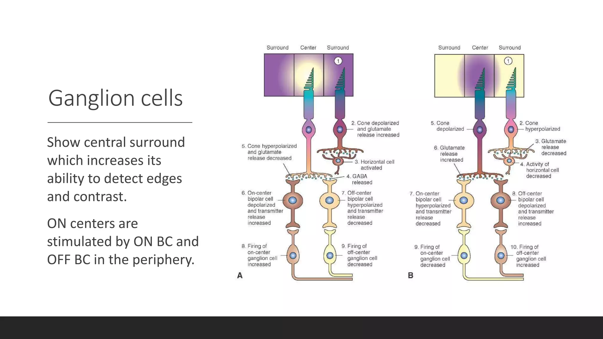 Retinal circuitry | PPT
