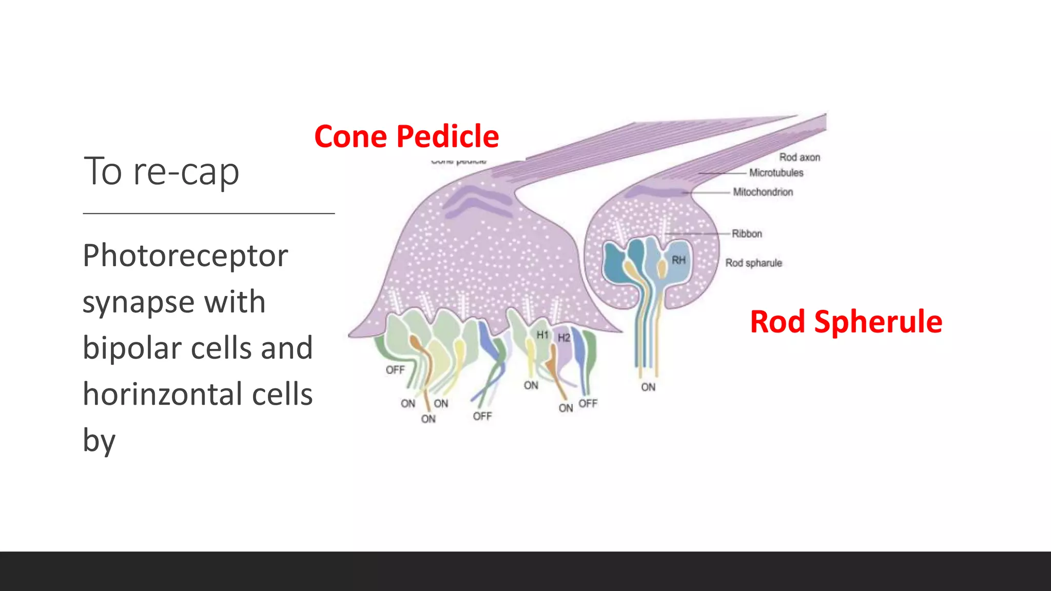 Retinal circuitry | PPTX