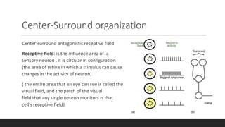 Retinal circuitry | PPTX