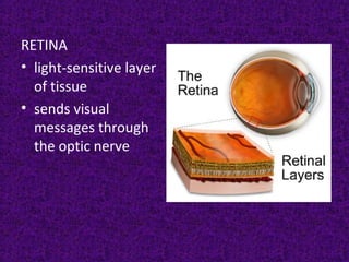 Retinal detachment | PPT