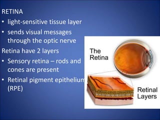 retinal detachment (basics and advanced) | PPTX