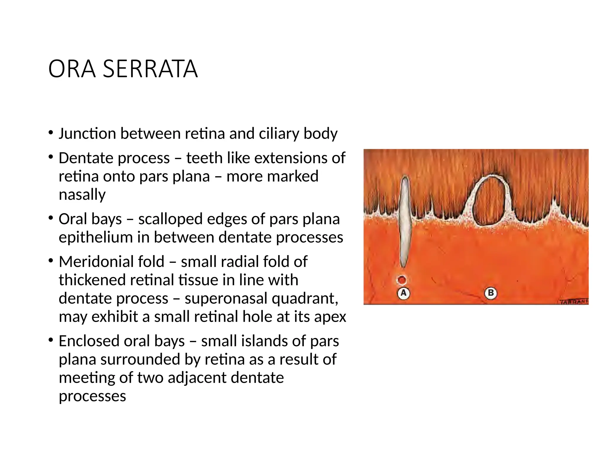 RETINAL DETACHMENT.pptxRetinal detachment is the separation of the ...