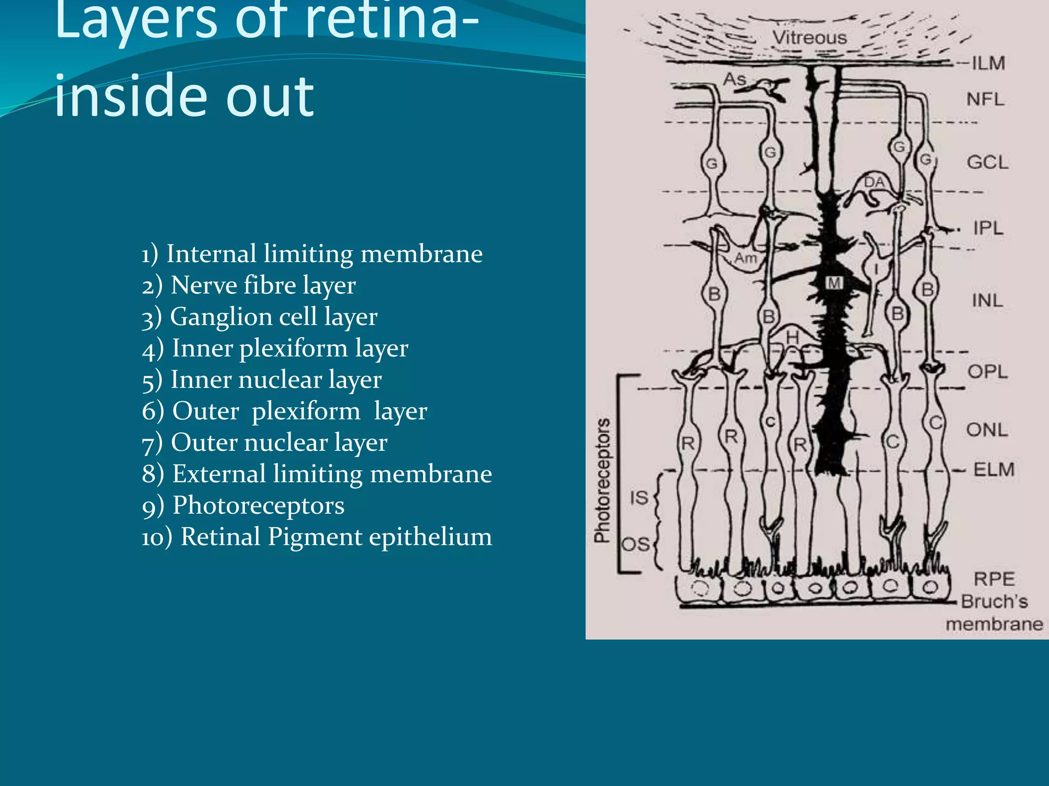 Retinal detachment | PPTX | Eye and Vision Conditions | Diseases and ...