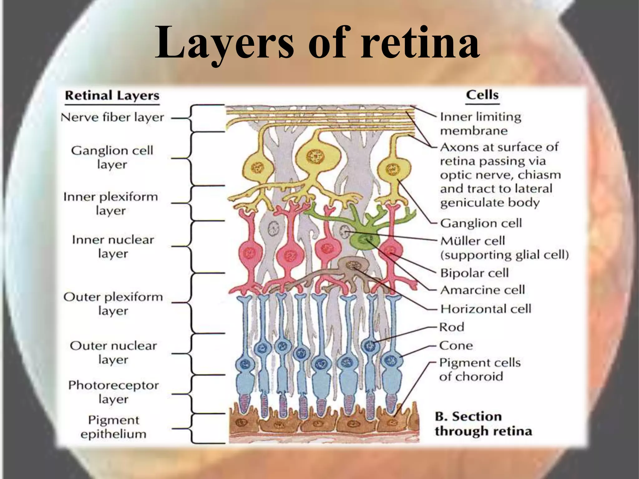 Retinal detachment new | PPTX