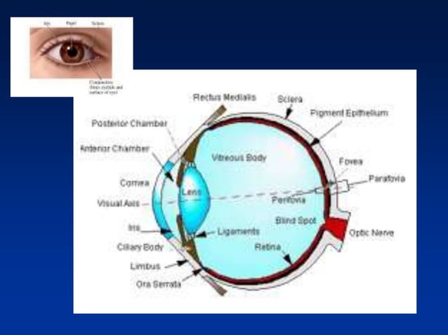 Retinal disease lecture. Optometry. Optometri. | PPT