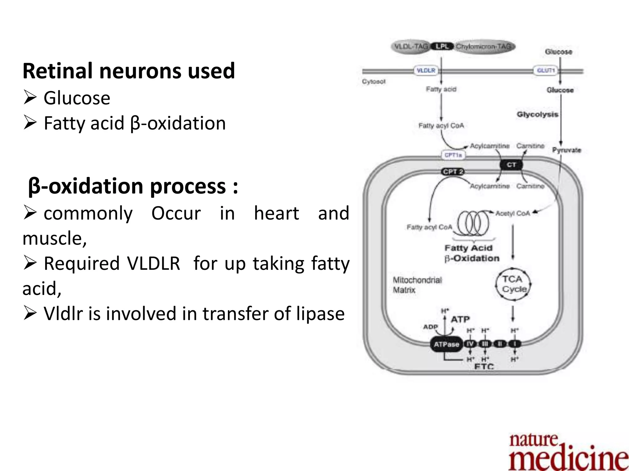 Retinal lipid and glucose metabolism dictates angiogenesis | PPTX