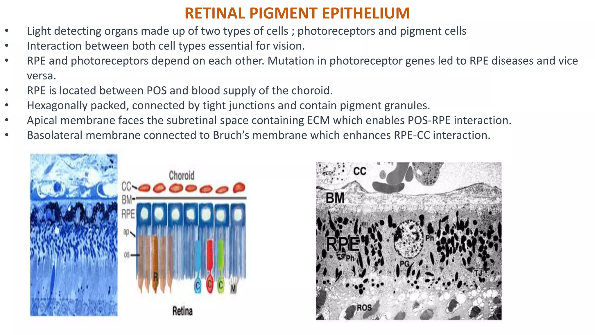 Retinal pigment epithelium | PPTX