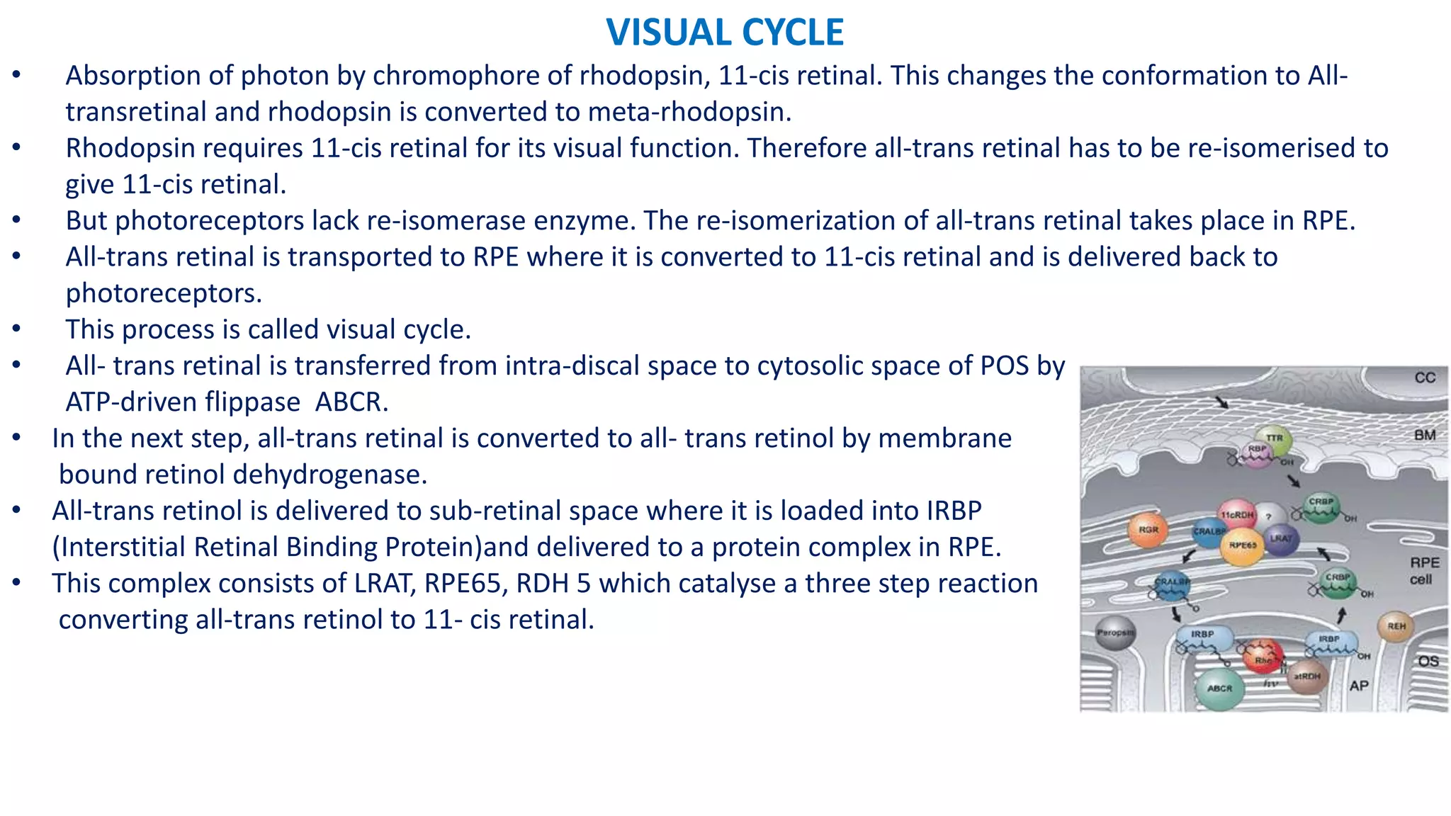 Retinal pigment epithelium | PPTX