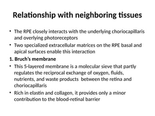 Retinal Pigment Epithelium (RPE).pptx retinal | PPTX