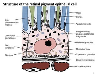 Retinal Pigment Epithelium (RPE).pptx retinal | PPTX