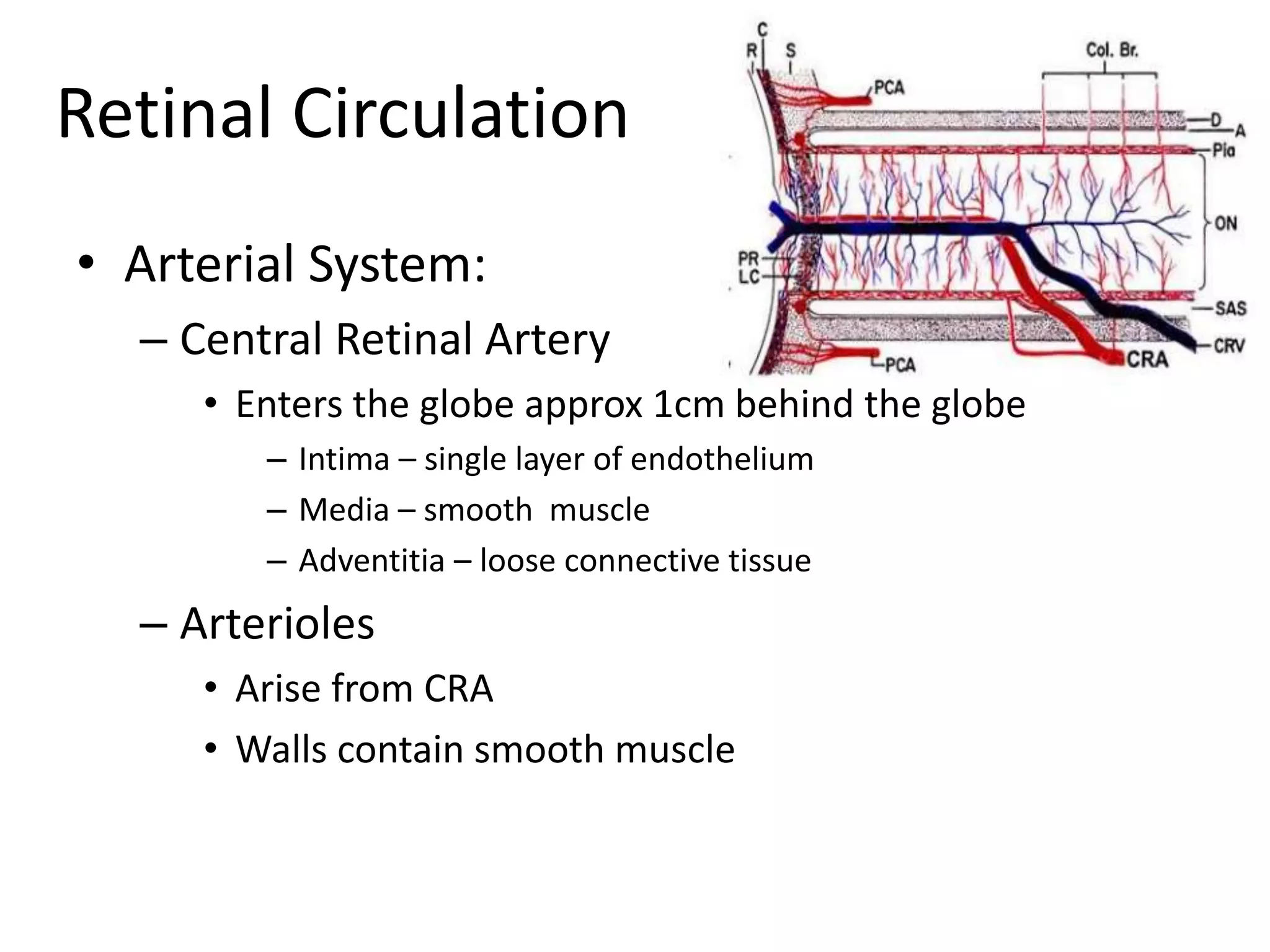 Retinal vascular disease: Diabetic Retinopathy, Branch Retinal Artery ...