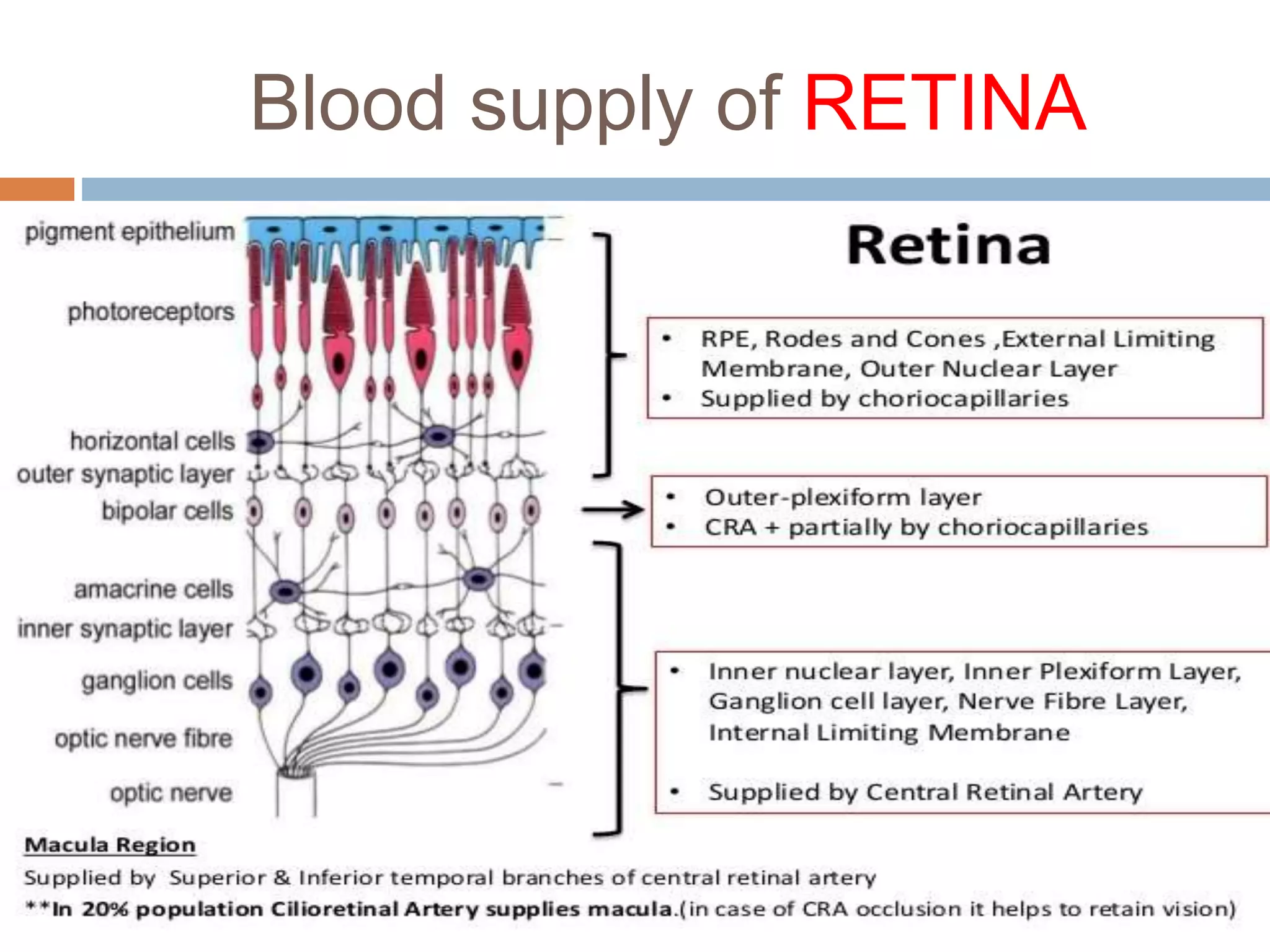 Retinal vascular occlusions | PPTX