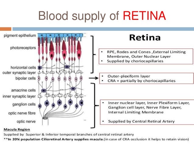 Retinal vascular occlusions