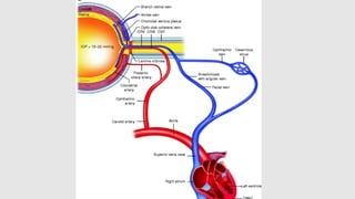 RETINAL VEIN OCCLUSION; CRVO & BRVO types, pathophysiology, diagnosis ...