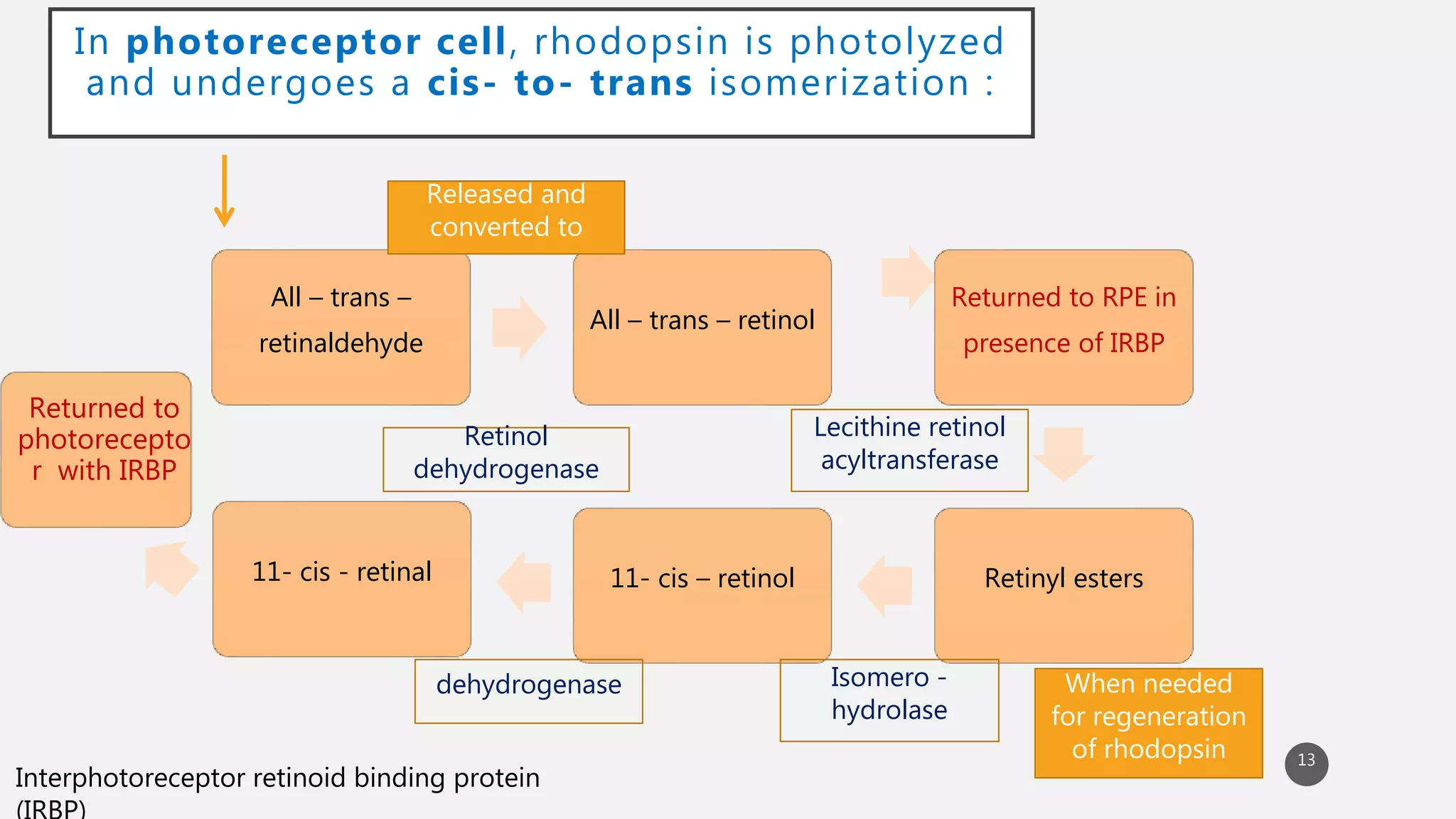 Physiology of Retina | PPTX
