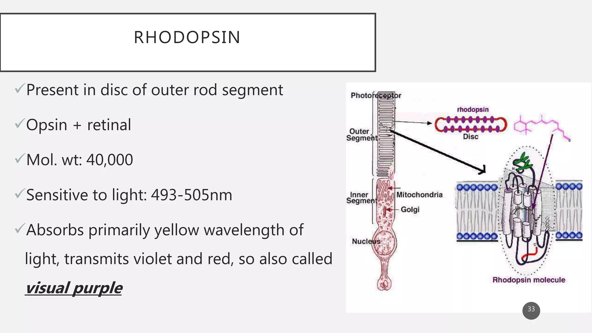 Physiology of Retina | PPTX