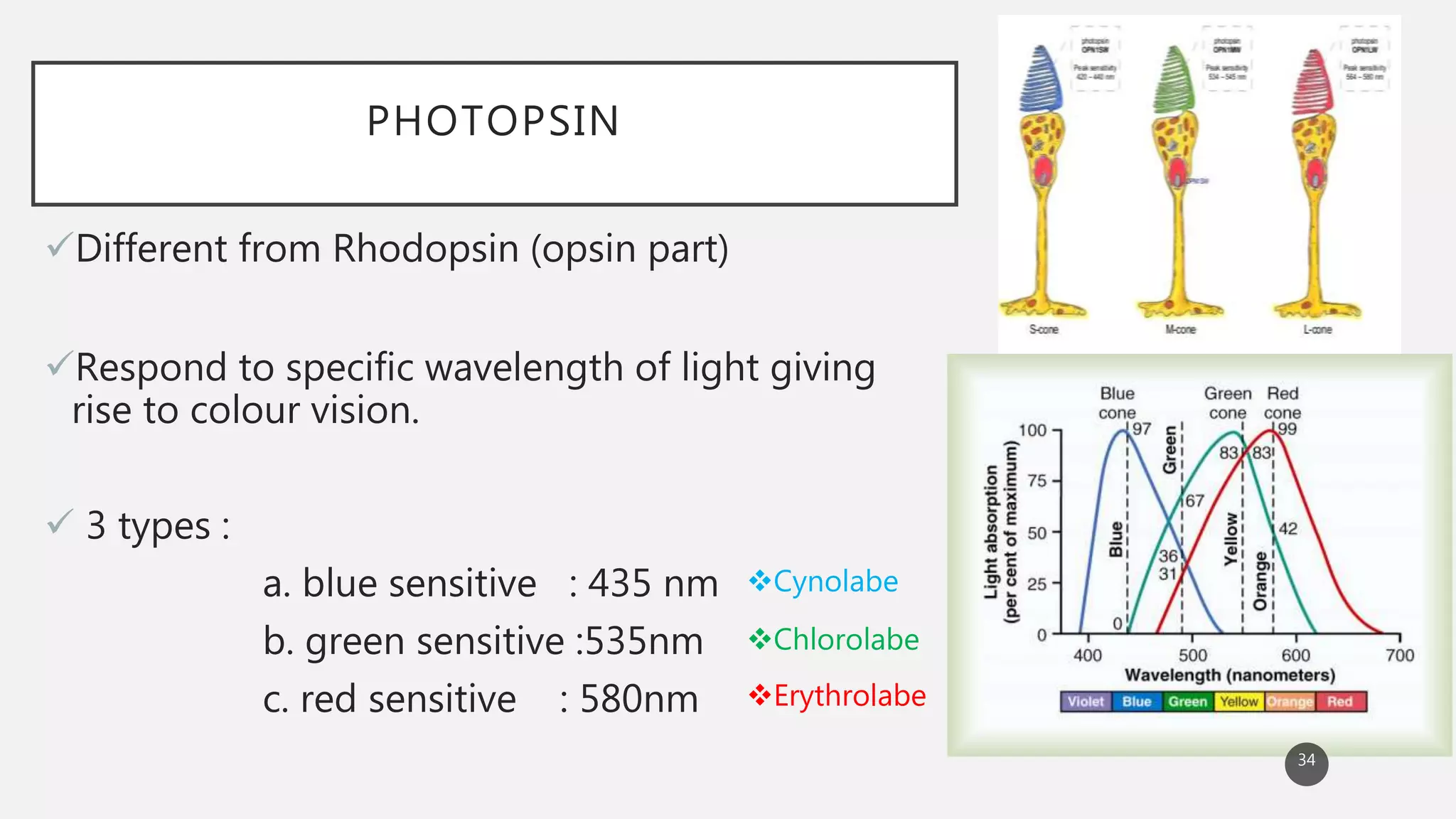 Physiology of Retina | PPTX