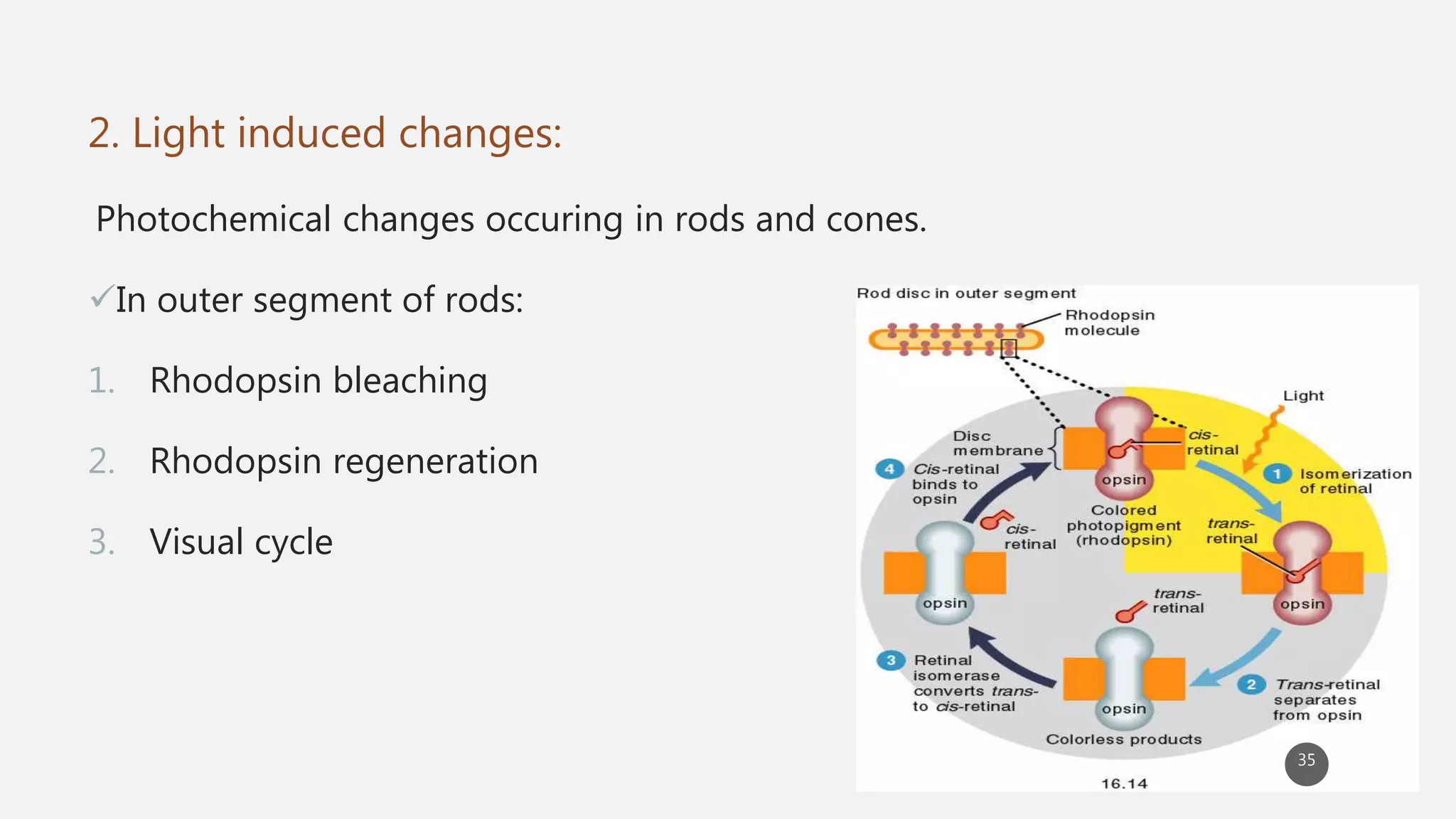 Physiology of Retina | PPTX
