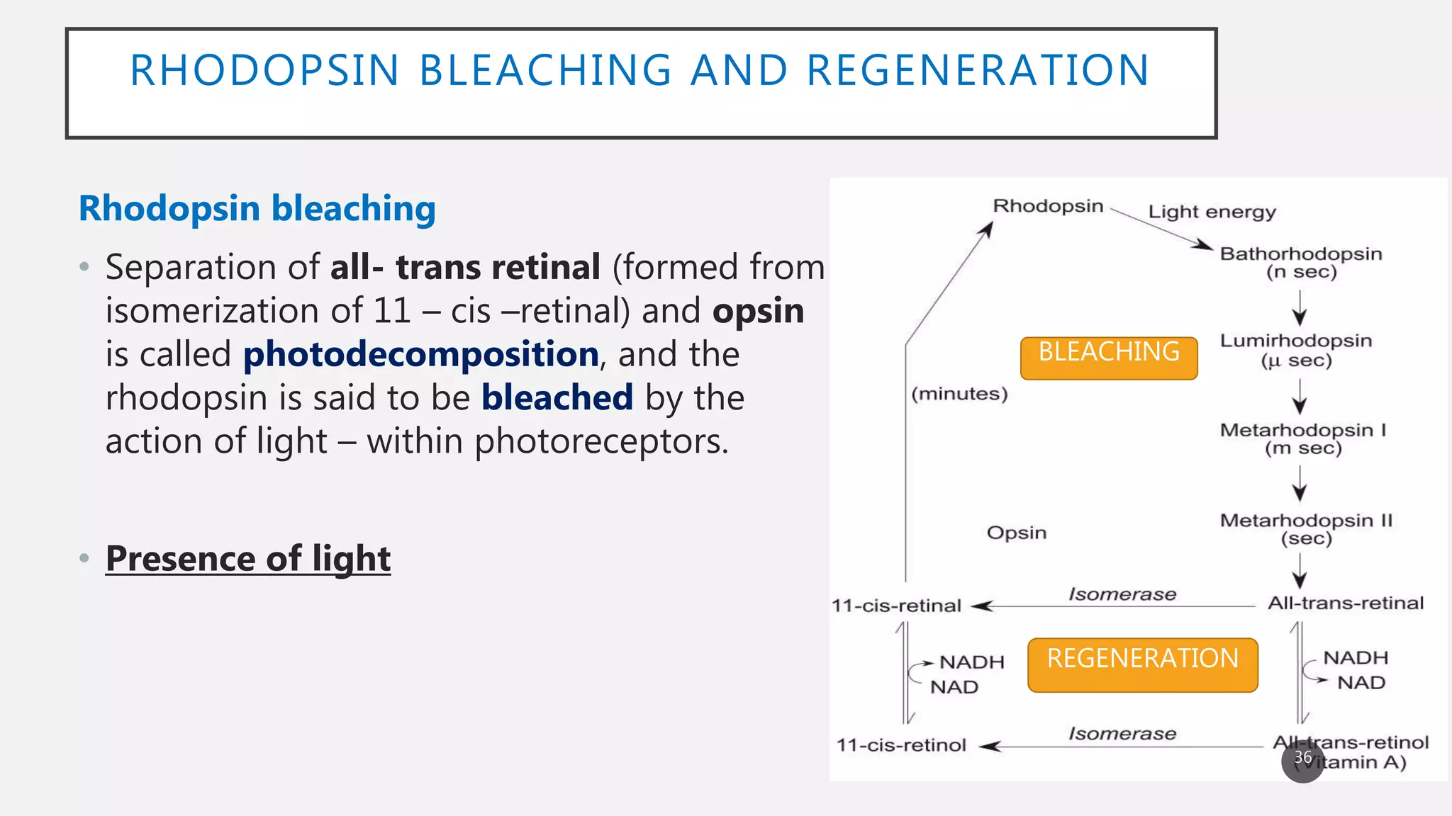 Physiology of Retina | PPTX