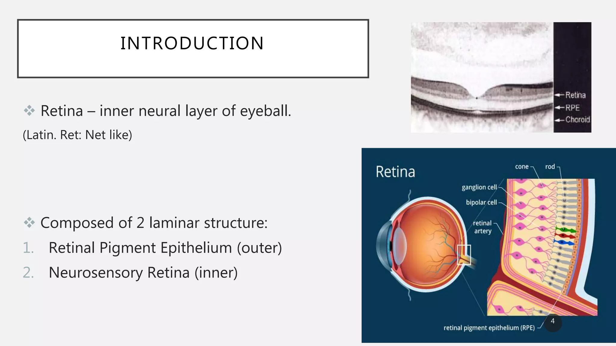 Physiology of Retina | PPTX