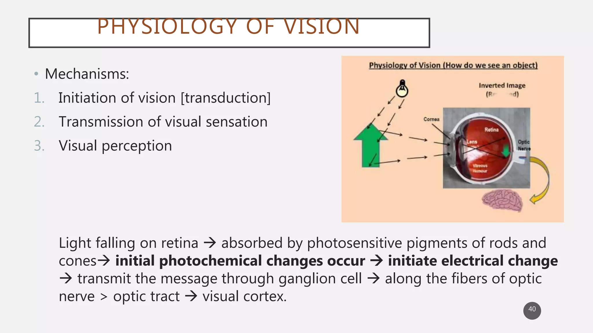 Physiology of Retina | PPTX