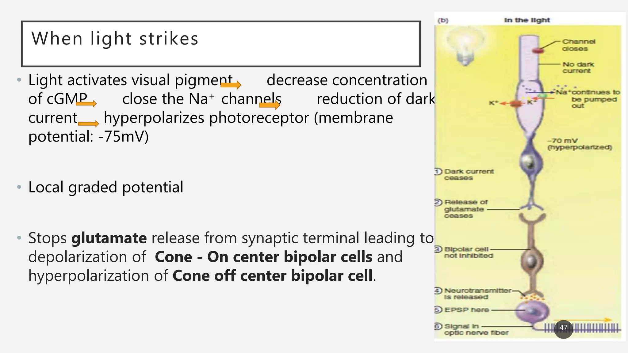 Physiology of Retina | PPTX