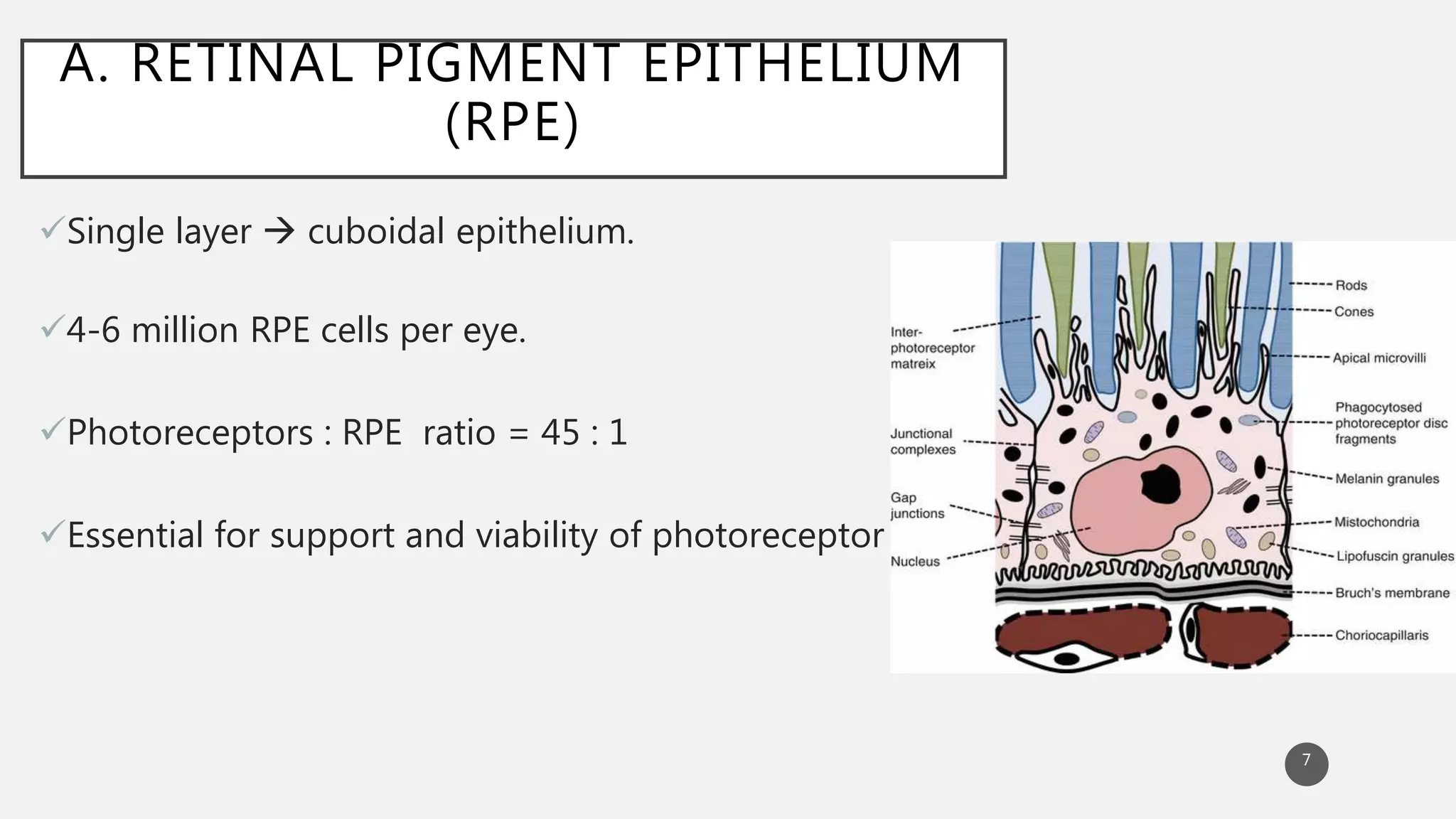 Physiology of Retina | PPTX