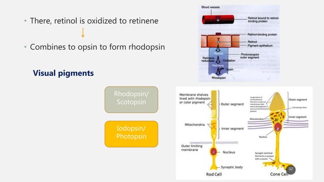 Physiology of Retina | PPTX