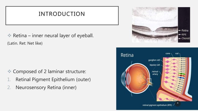 Physiology of Retina | PPTX