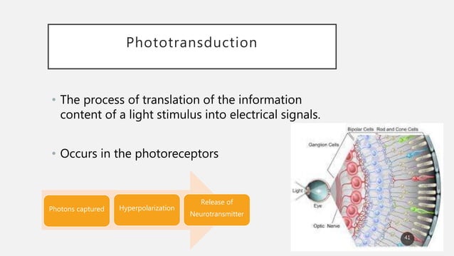 Physiology of Retina | PPTX