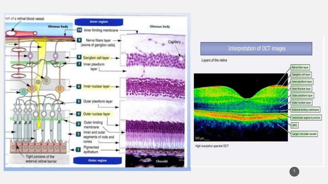 Physiology of Retina | PPTX