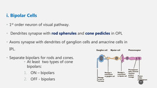 Physiology of Retina | PPTX