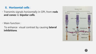 Physiology of Retina | PPTX