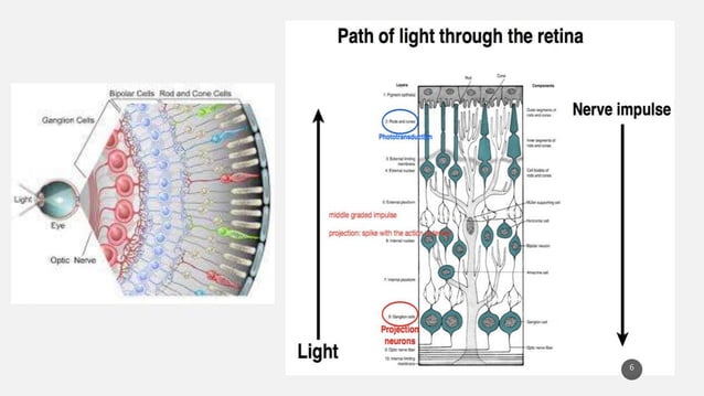 Physiology of Retina | PPTX