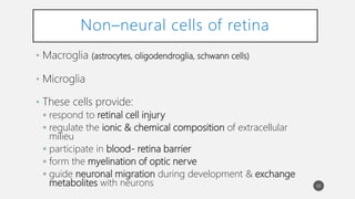 Physiology of Retina | PPTX