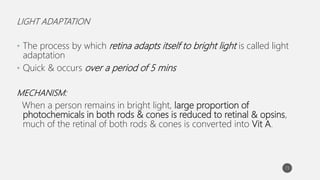 Physiology of Retina | PPTX