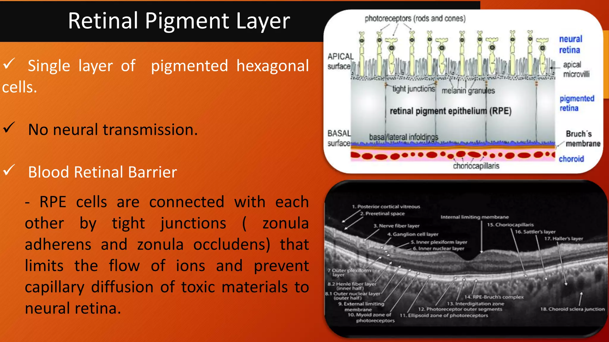 anatomy of retina | PPTX