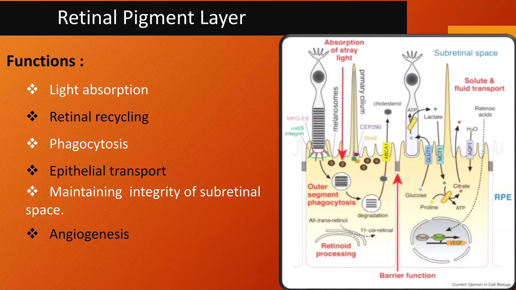 anatomy of retina | PPTX