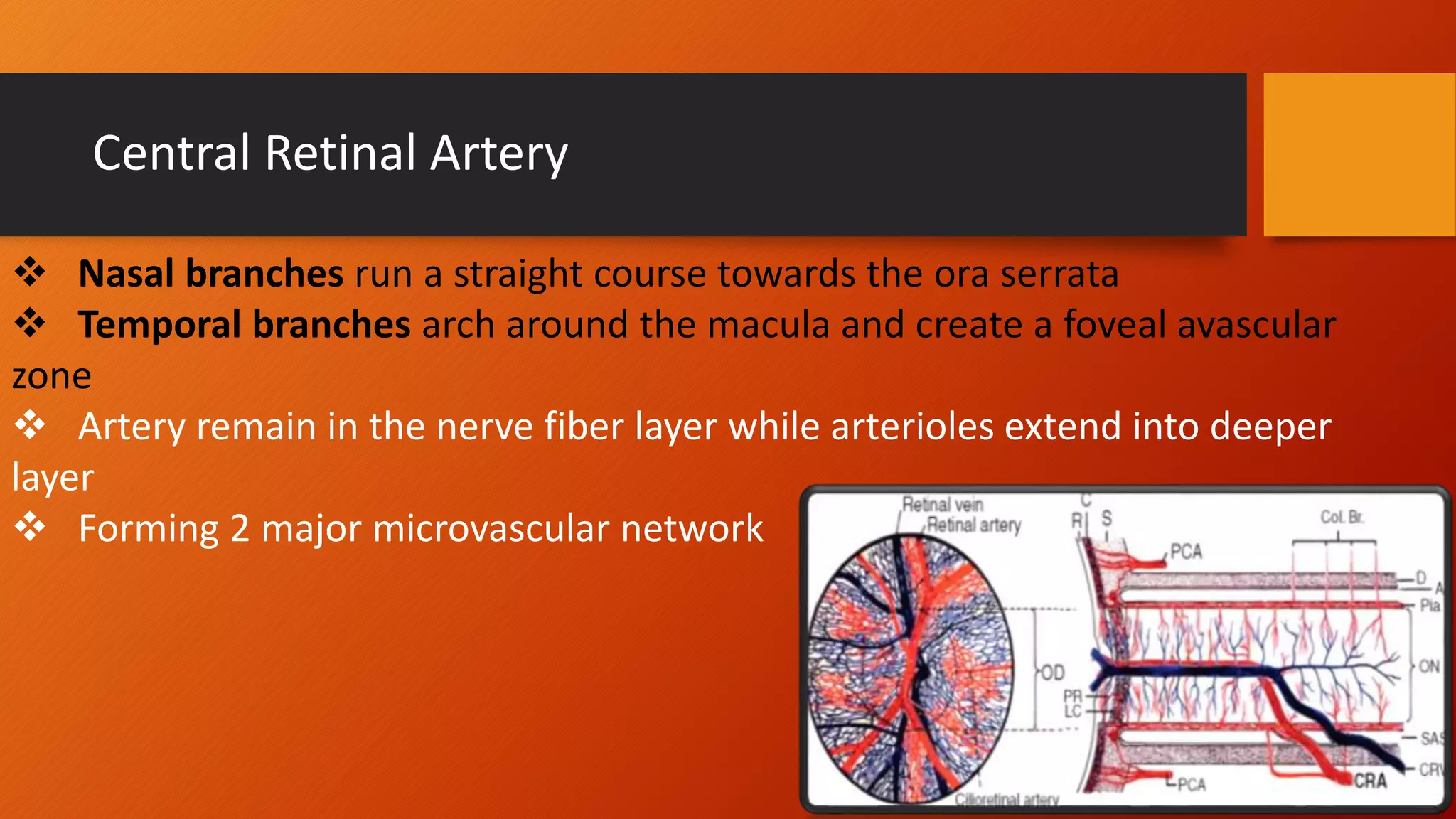 anatomy of retina | PPTX
