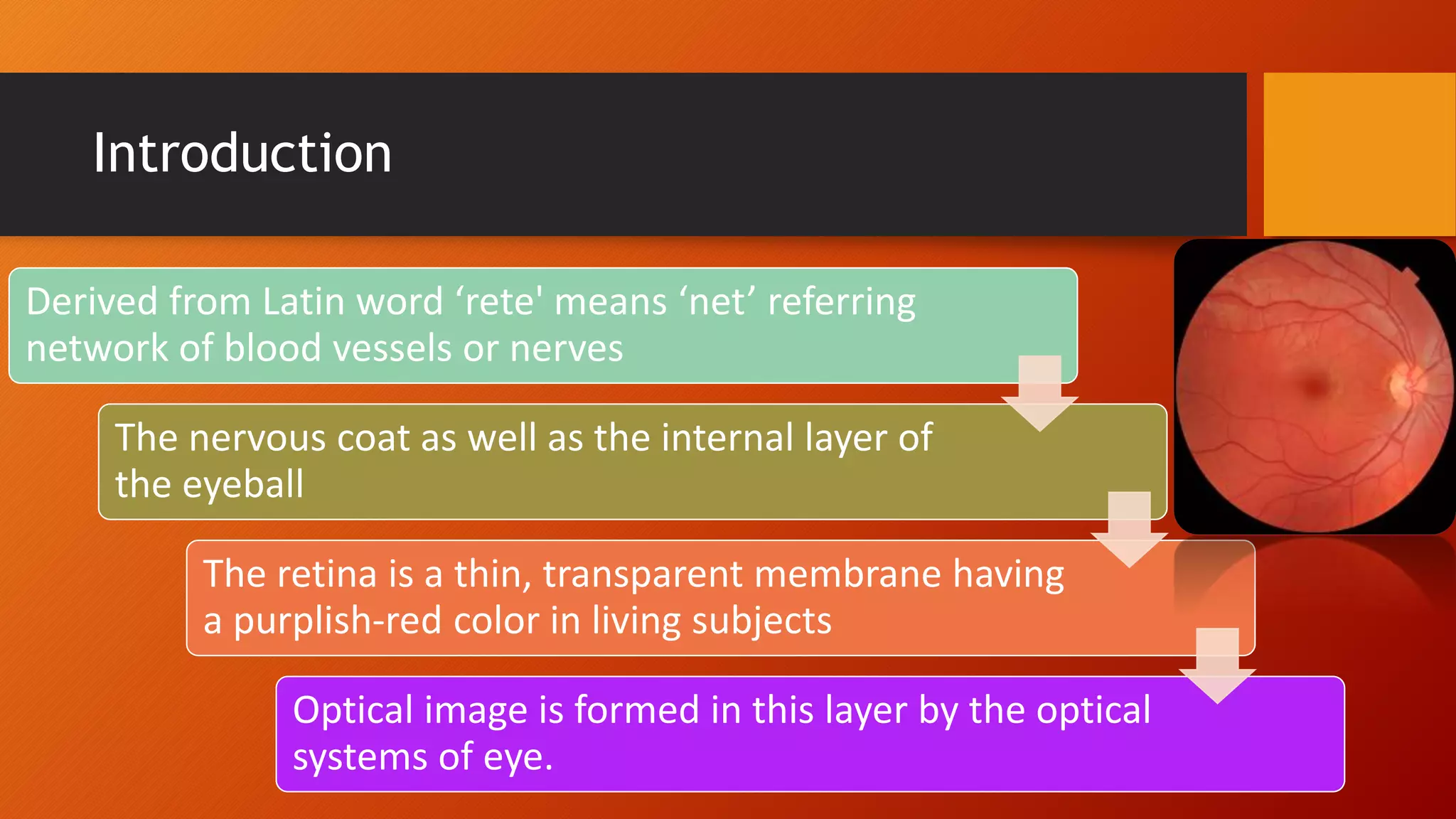 anatomy of retina | PPTX