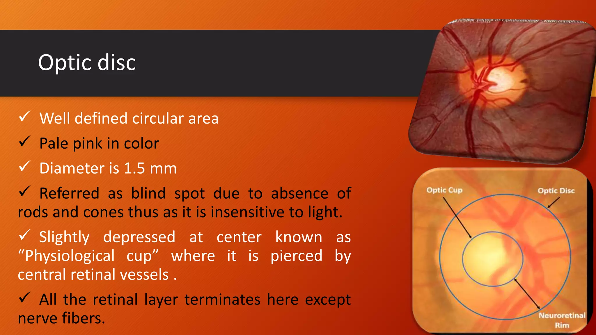 anatomy of retina | PPTX