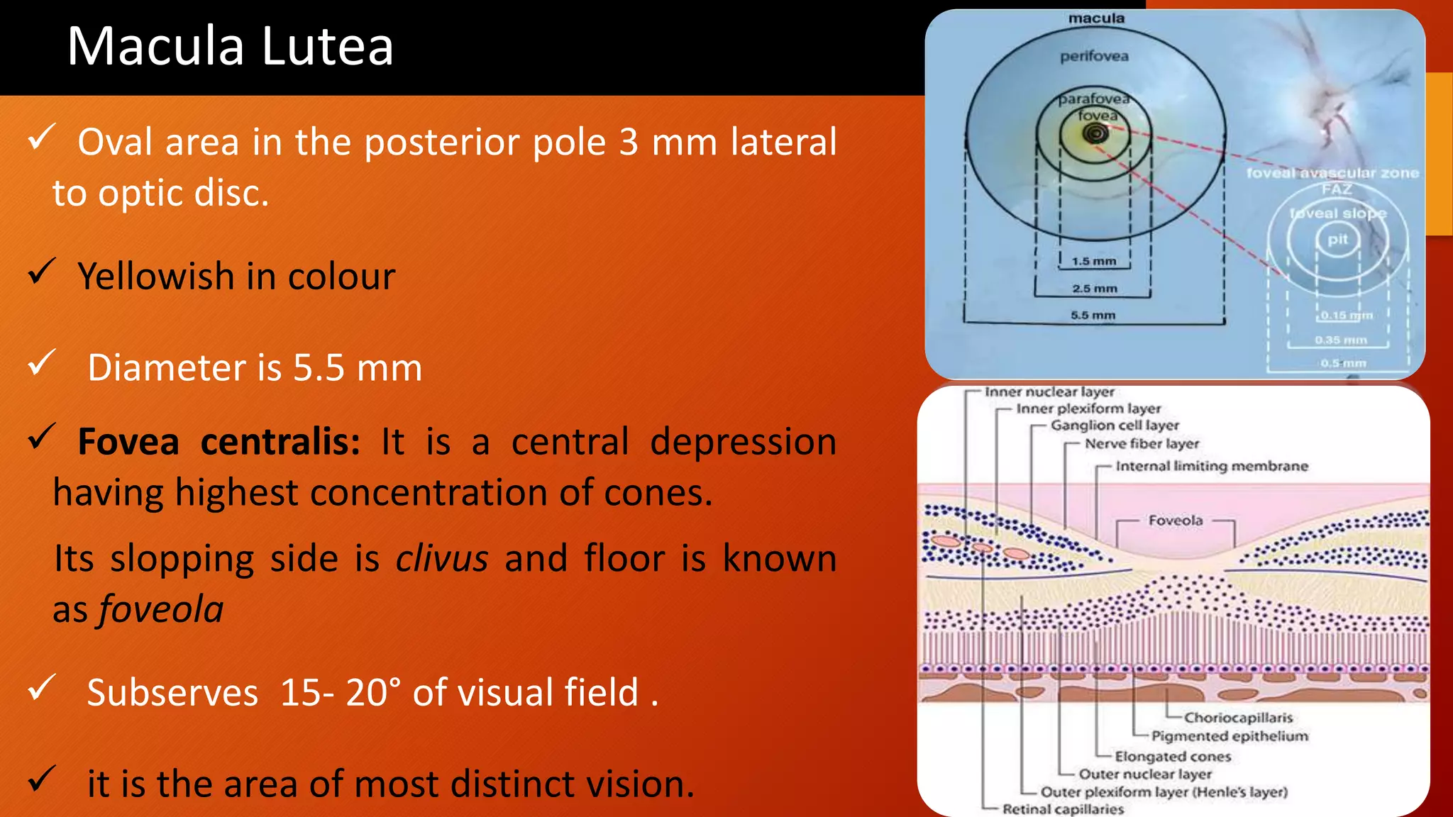 anatomy of retina | PPTX