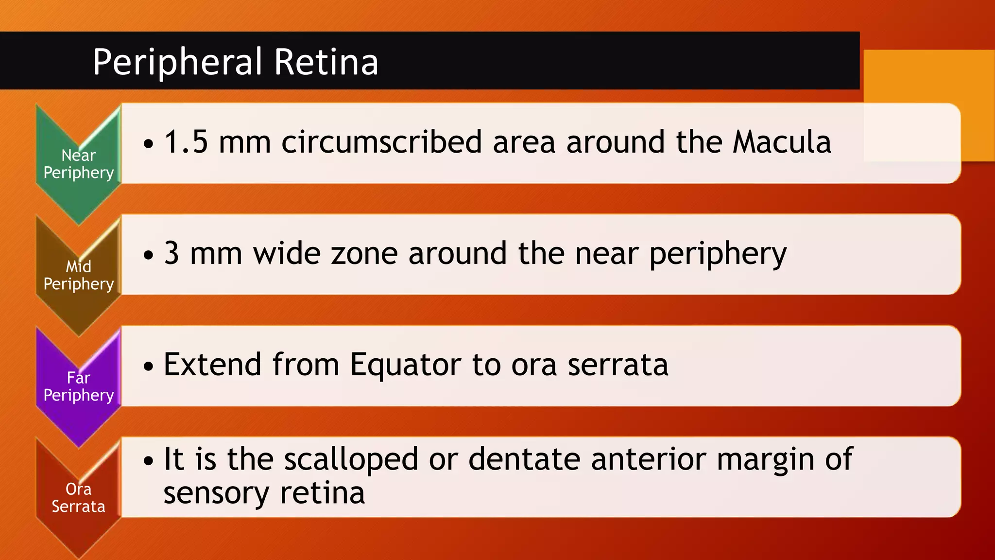 anatomy of retina | PPTX